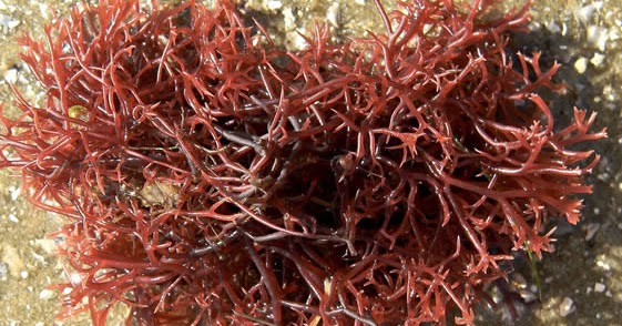 Plant Life: Red Algae