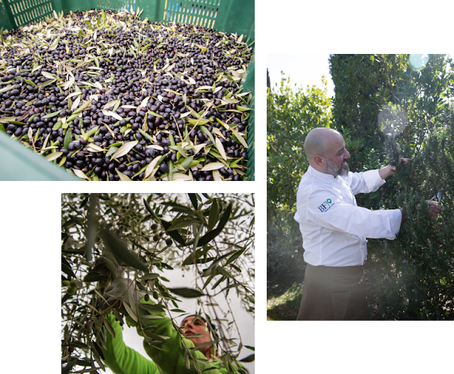 I thought I knew about what extra virgin olive oil is and how to best ...