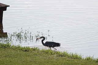 Crane Catching A Fish - 8 Photos