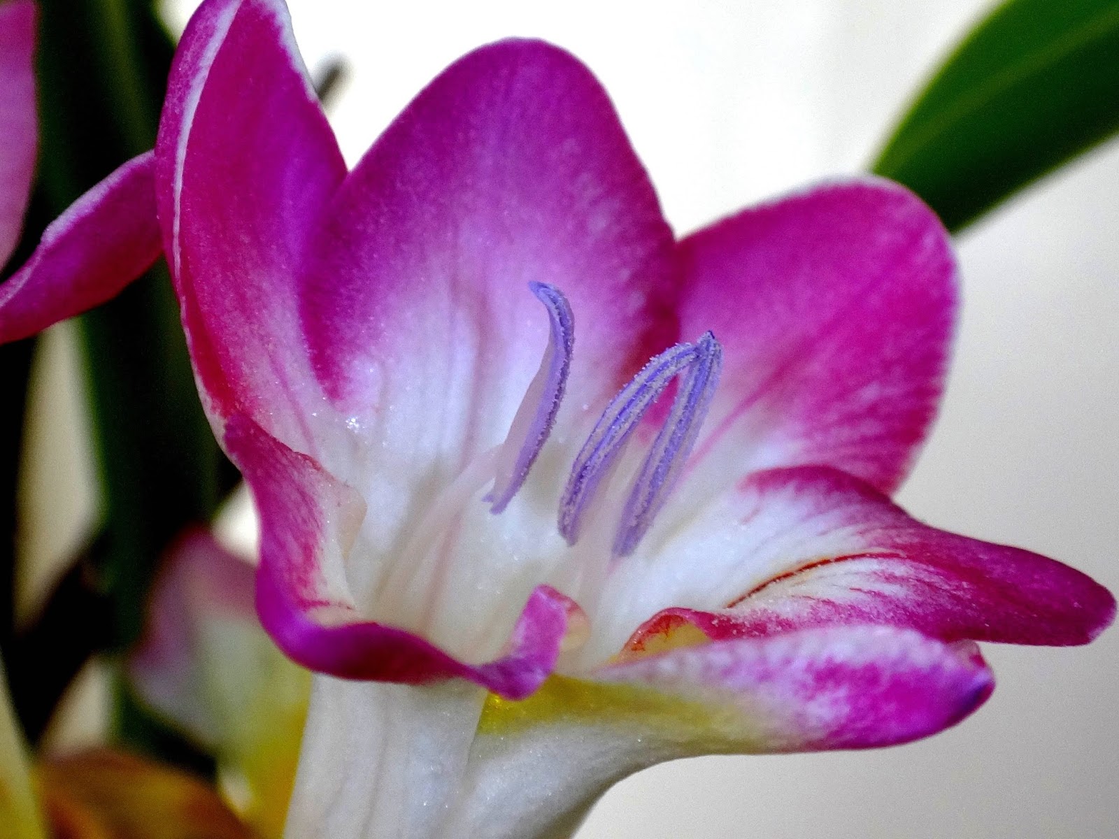 Uma flor por dia: Frésia