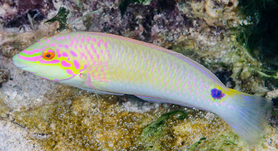 IKAN LAUT ASLI INDONESIA: Keling