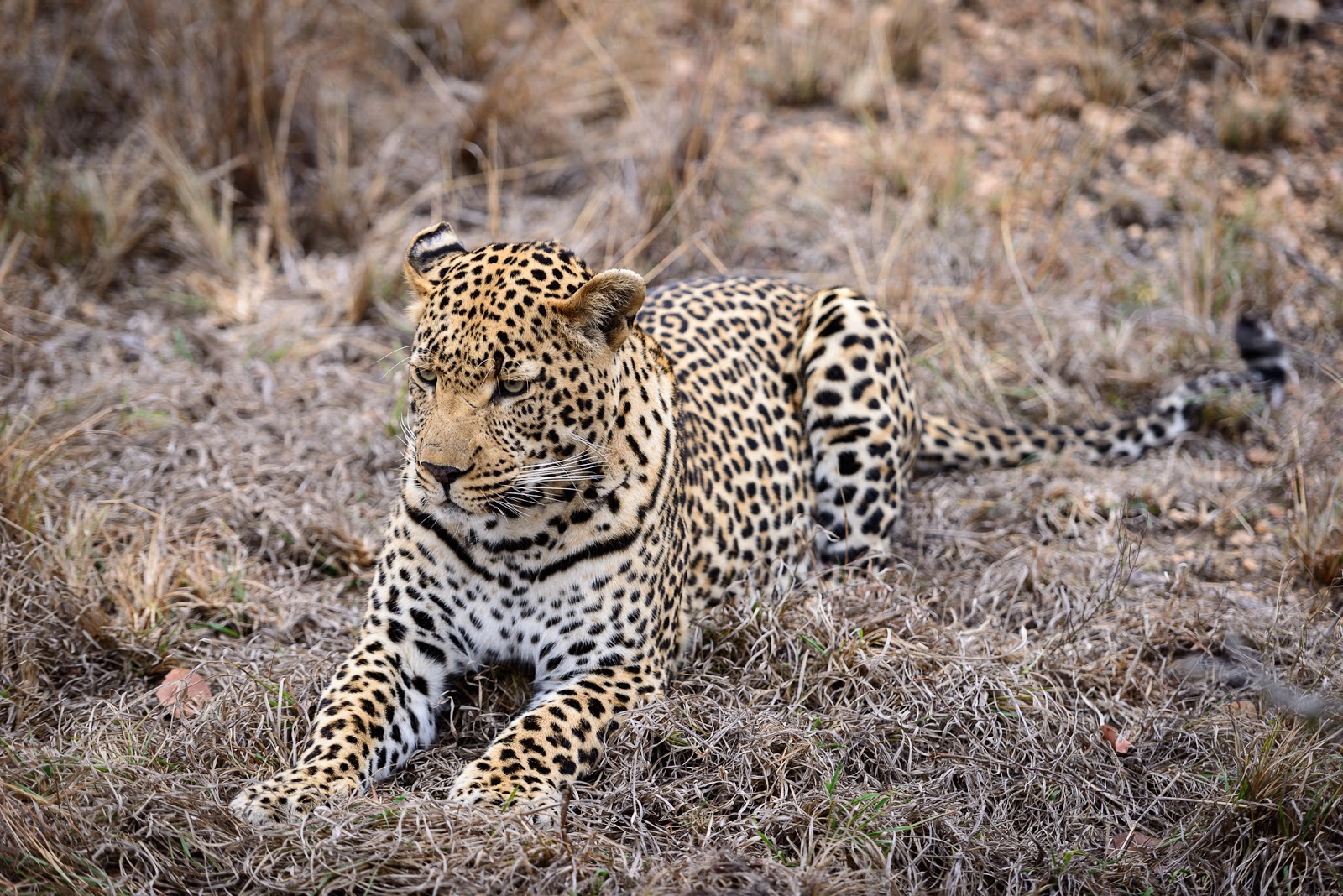 Martin Tyler's Blog: Leopard Hills Safari Adventure