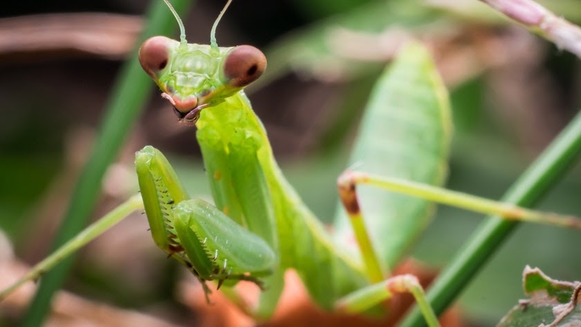 Students India (Generals): Bolbe Pygmaea Mantis