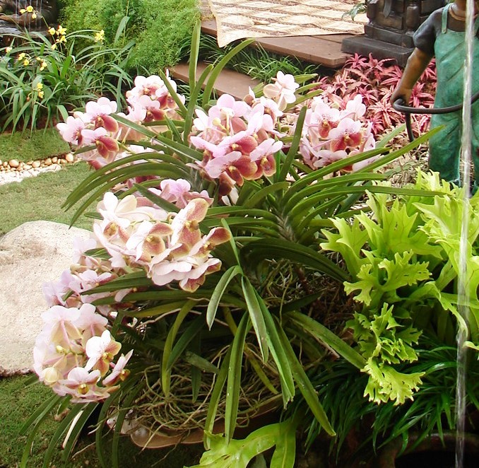 OUR PHILIPPINE TREES: Introducing the Candidates for Floral Beauty...