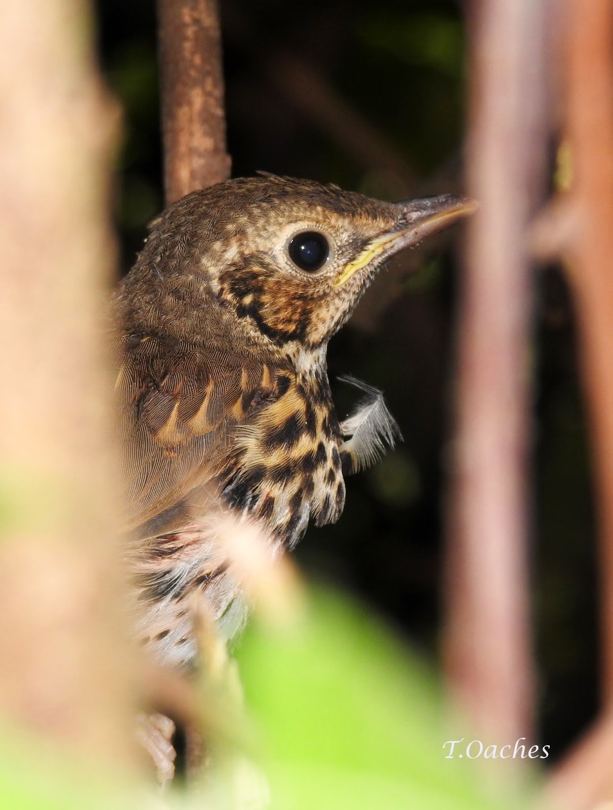 PASARI DIN ROMANIA: STURZ CANTATOR, Turdus philomelos