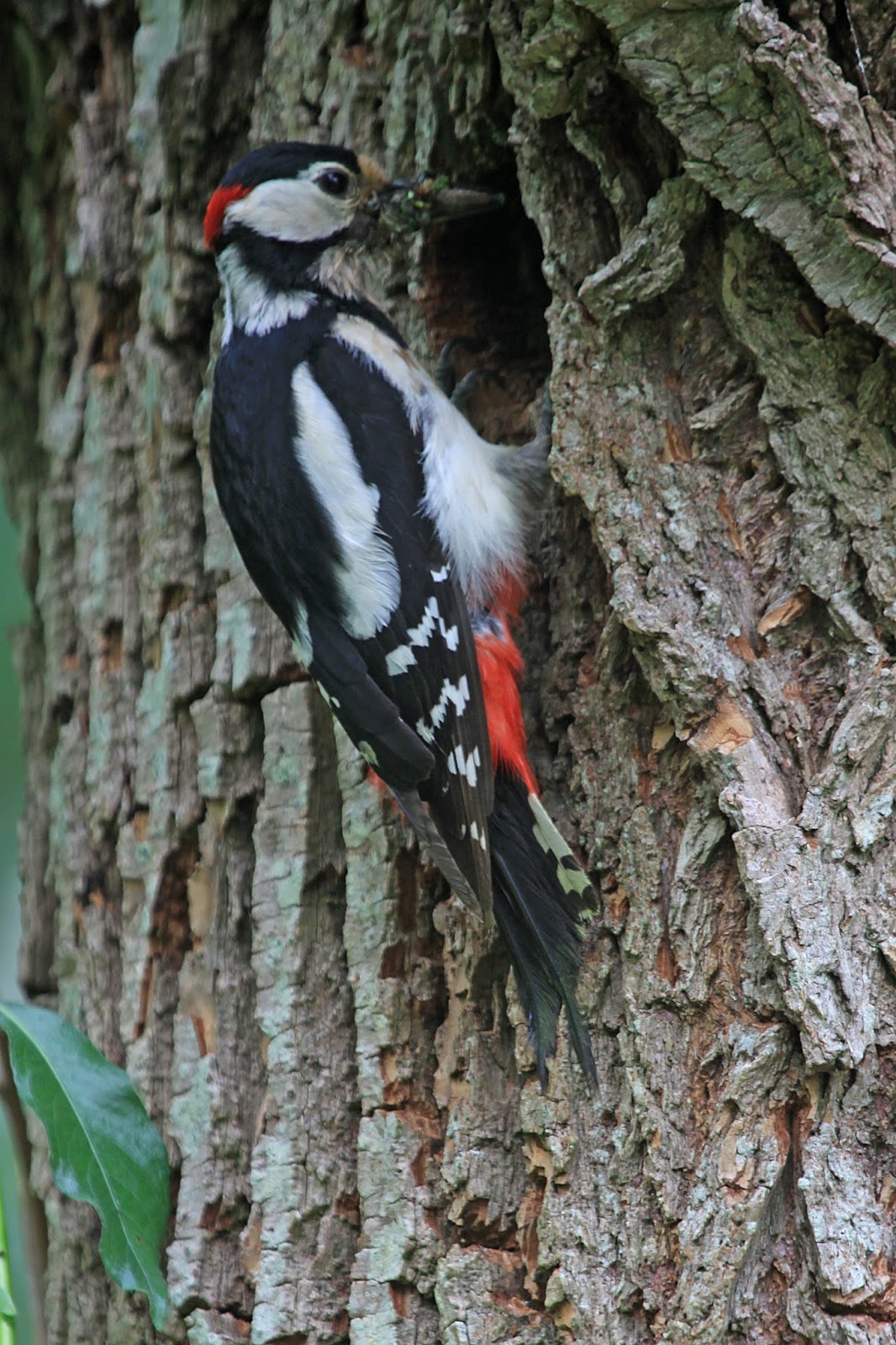 NatuurlijkNatuur: De Grote bonte specht. [Dendrocopos major]. Linaeus, 1758