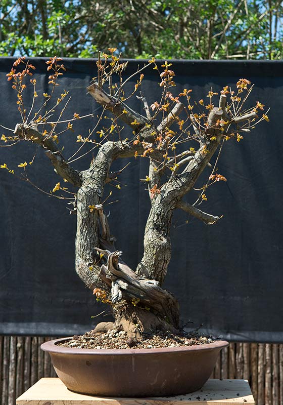 Walter Pall Bonsai Adventures: French Maple #5