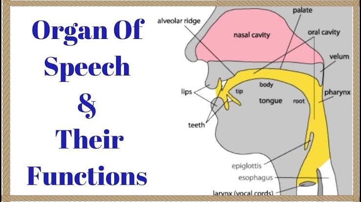 SPEECH ORGANS