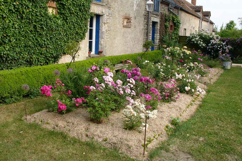 La floraison des rosiers