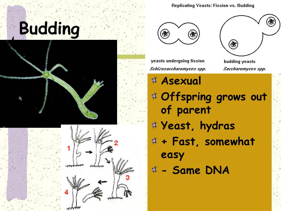 Sandoval's Awesome Science: Asexual and Sexual Reproduction