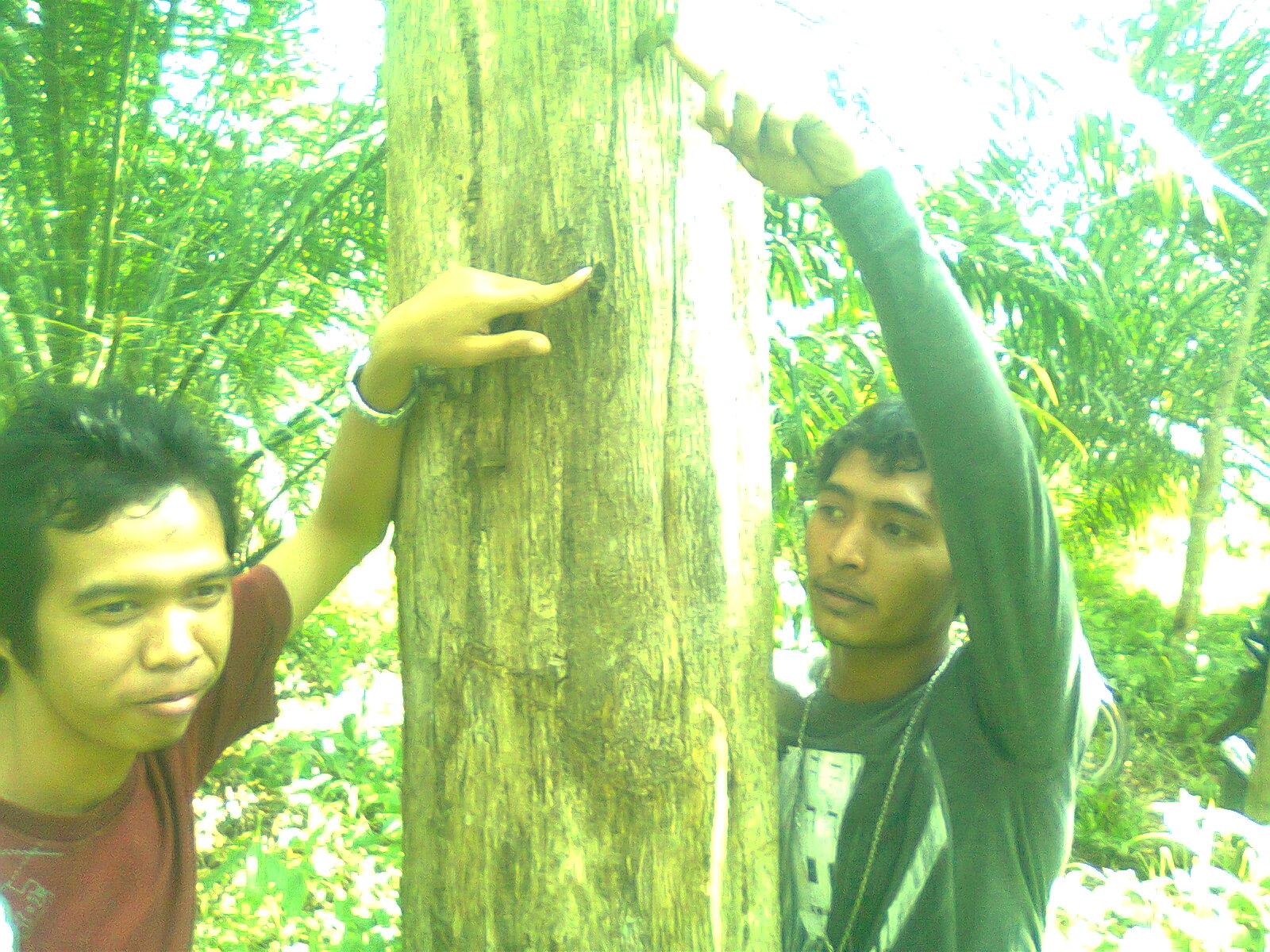 gaharu produk jambi: kegiatan alami dengan teknik pasak bambu