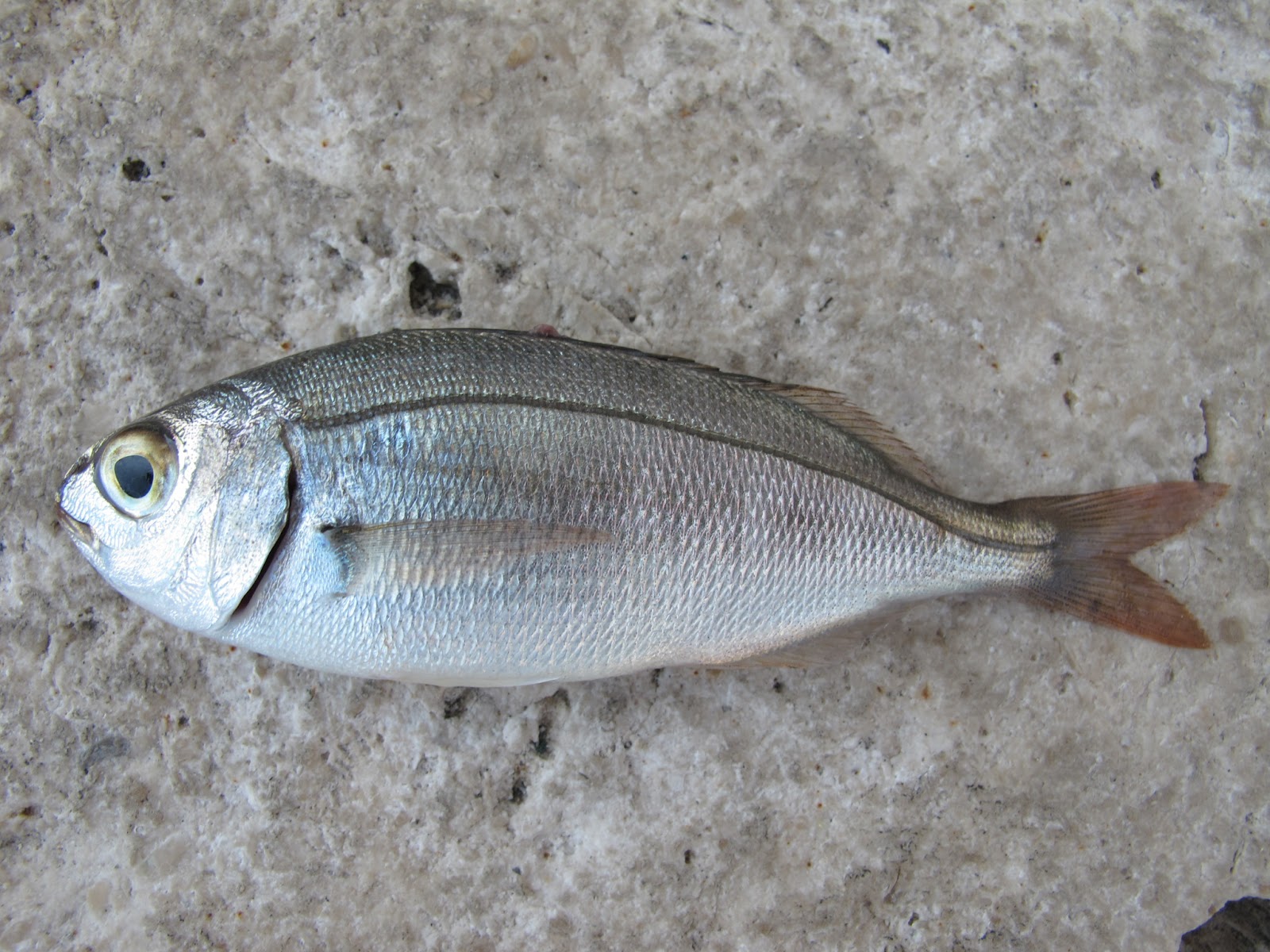 In the footsteps of Steve Wozniak: Specieshunters.com