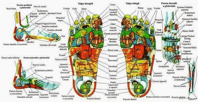 VINDECARE NATURISTA: MASAJUL ZONELOR REFLEXOGENE