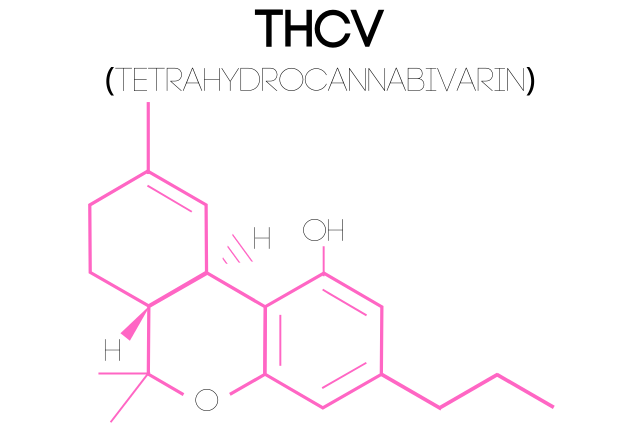 เหนียวติดมือ: THCV คืออะไร สารในกัญชา