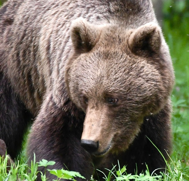 [FOTOREPORTAGE] DE BRUINE BEREN VAN DE FINSE TAIGA - DICHTBIJ & VER WEG