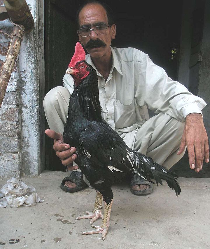 The Best Bhaingam Aseel - Pictures | Raja Asil