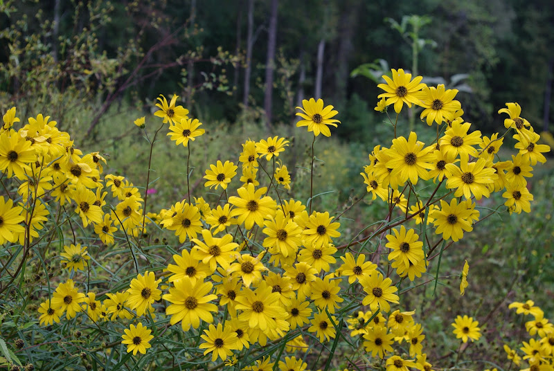 sweetbay: Swamp sunflowers and other October stars