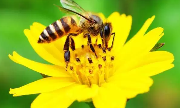 KEISTIMEWAAN LEBAH DAN SIKLUS HIDUP LEBAH PENGHASIL MADU - everything ...