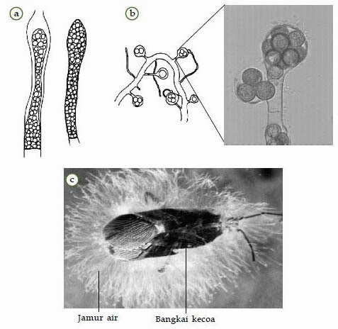 Penjelasan Tentang Protista Mirip Jamur | Biologi Indonesia