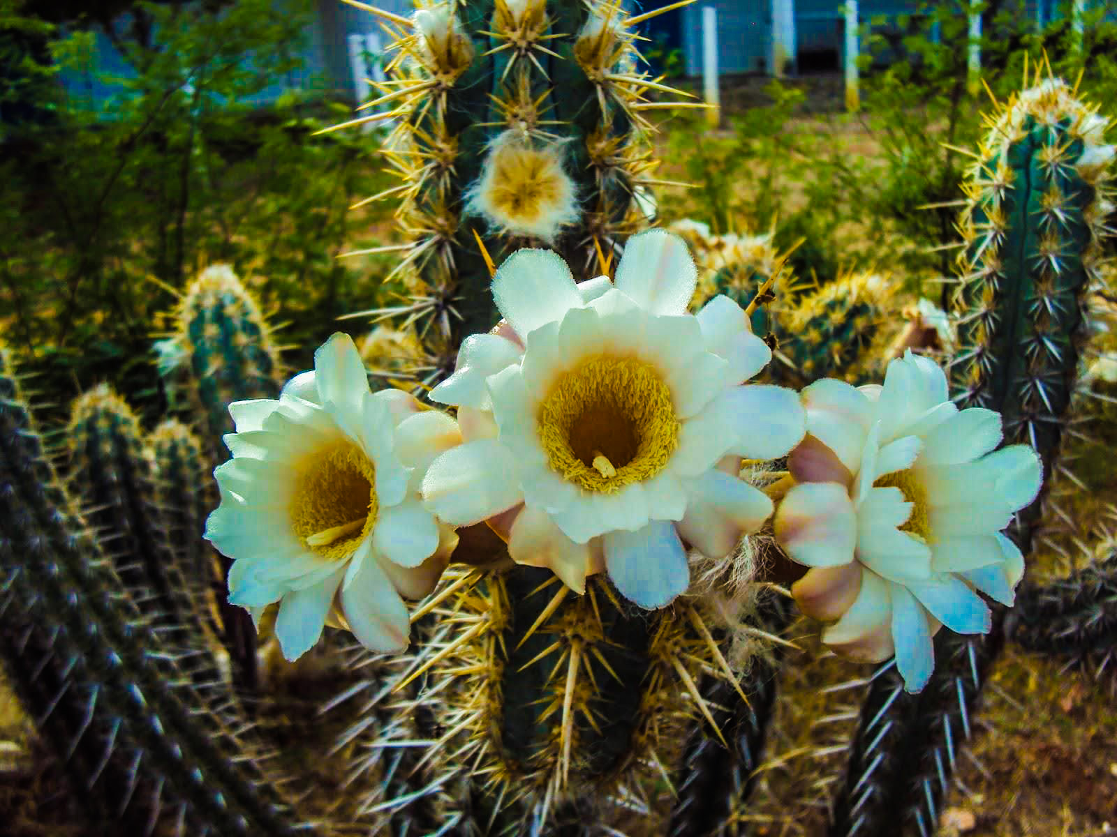 Xique-Xique: O Tesouro Espinhoso do Nordeste Brasileiro