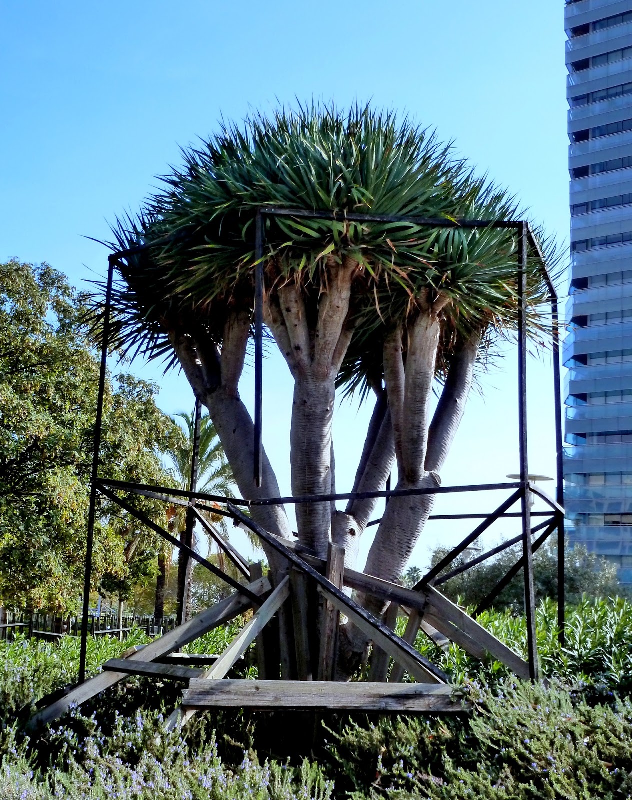 Árboles con alma: Drago de Canarias. (Dracaena draco)