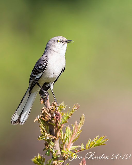 JJ Wildlife Photography: Warbler Migration Time