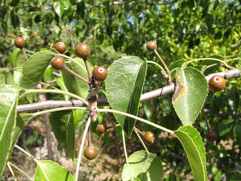 Всё о бегониях и не только...: Груша берёзолистная (Pyrus betulifolia)