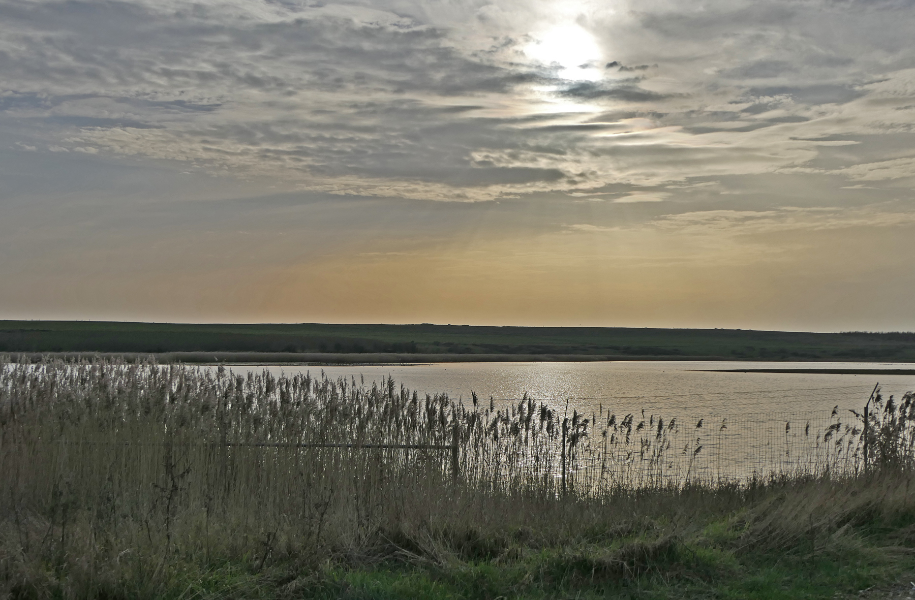 Bowers Marsh walk, February 2021 No. 8