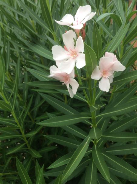 Erbe Magiche: Oleandro\Nerium oleander