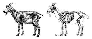 Drawn-Out Days: Goat Anatomy Sketches
