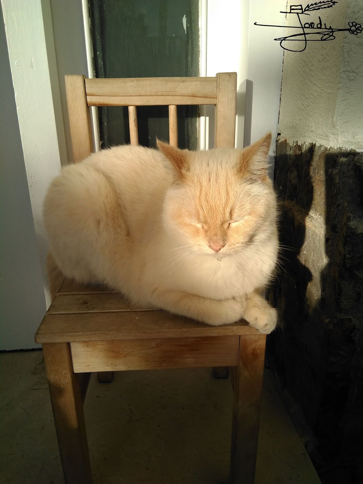 FOTOGRAFIANDO: Gato Posando