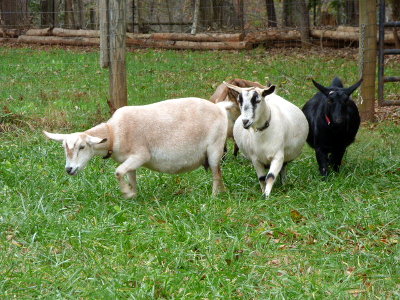 5 Acres & A Dream: Random Goat Shots