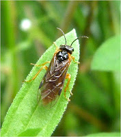 Insects of Scotland: Bees/Wasps/Ichneumons/Sawflies/Ants