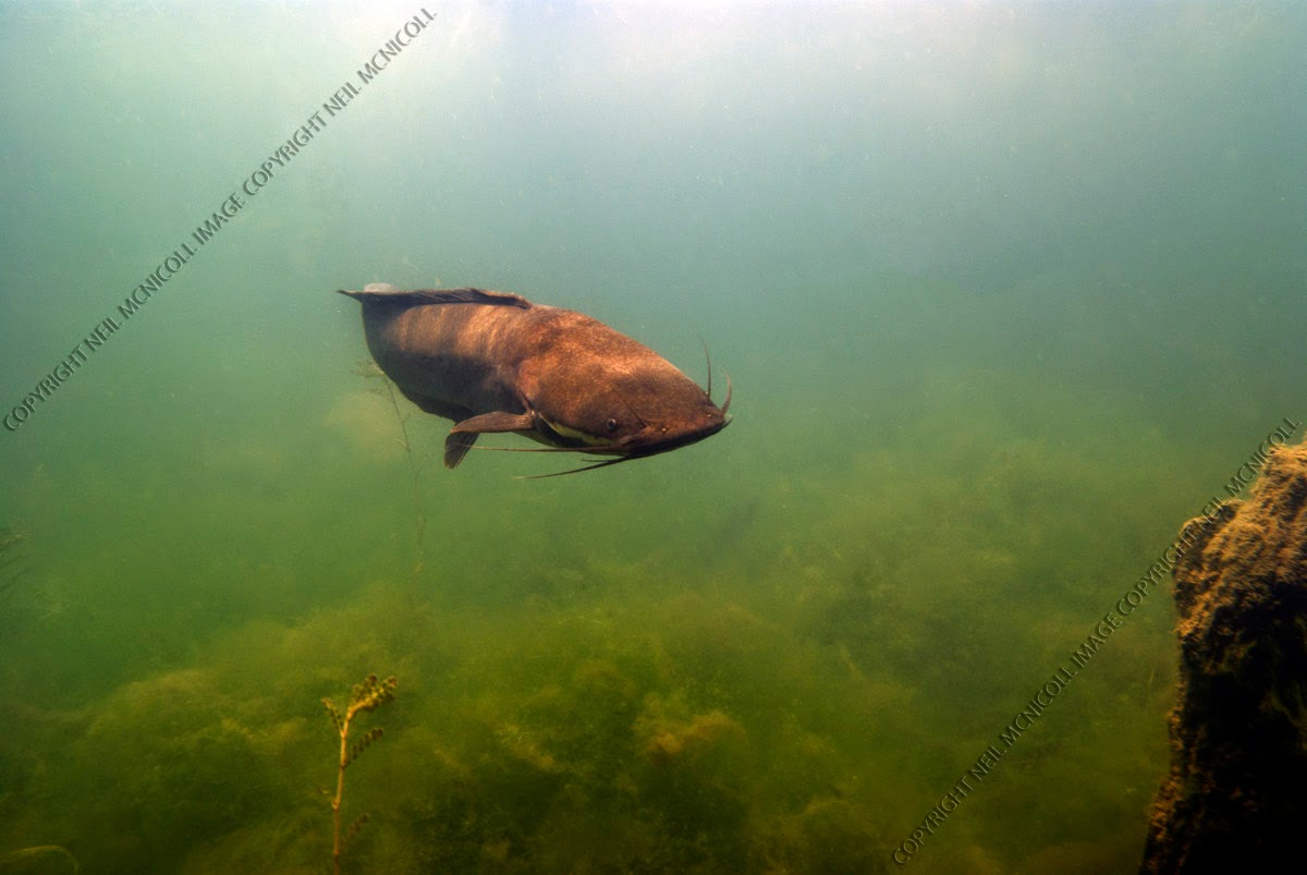 Freshwater Fish Photographs: Catfish
