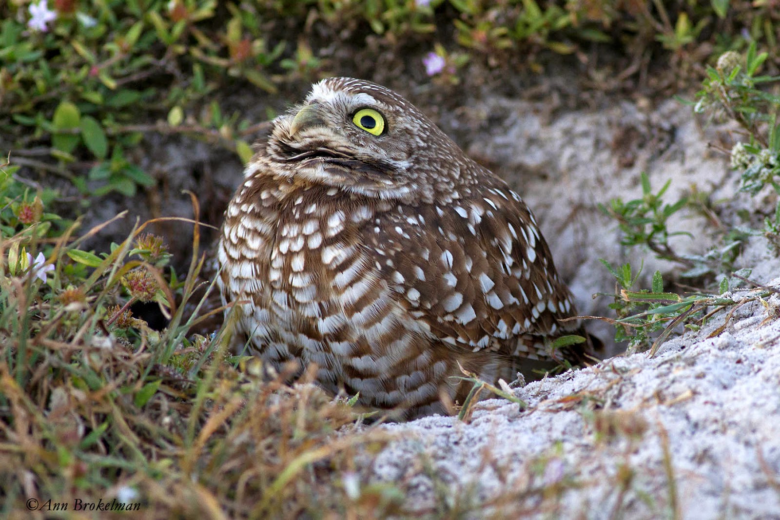 Ann Brokelman Photography: Burrowing Owls Florida 2015