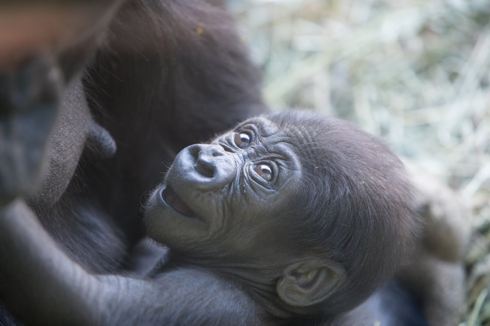 Baby gorilla injured during scuffle: Kitoko is recovering at hospital ...
