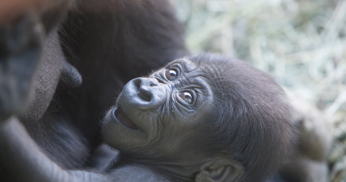 Baby gorilla injured during scuffle: Kitoko is recovering at hospital ...