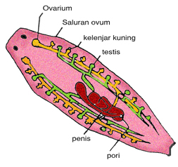 Anna: platyhelminthes