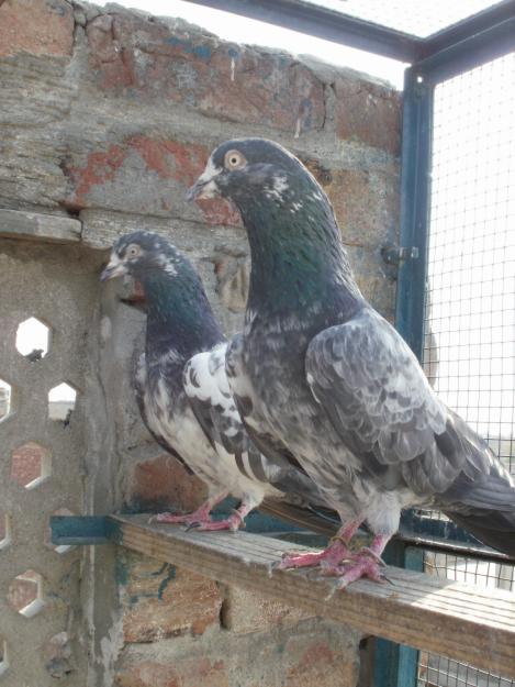 Pakistani Tipplers (Kabootar Baaz) | UK & USA Pigeons | Fancy Pigeons ...