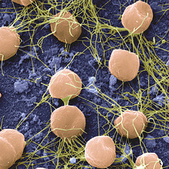 Biología1 C201: abril 2022