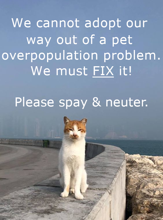 TNR Qatar: Trap Neuter Return