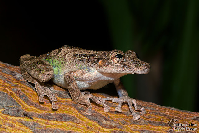 nature photography + herping : CR - Amphibians