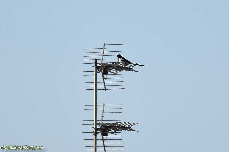 Birding Catalunya: Ocells vistos des del balcó de casa