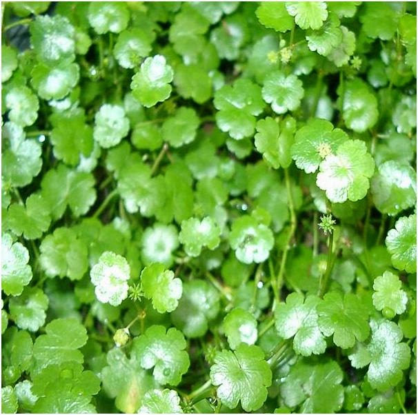 Antanan | Resep DAPUR