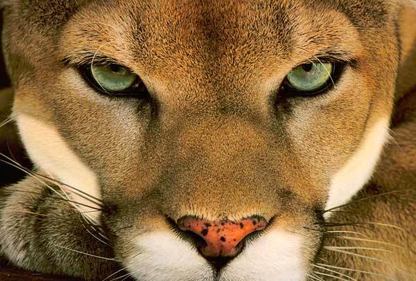 El puma, un felino “clave” pero incomprendido de la Patagonia Argentina
