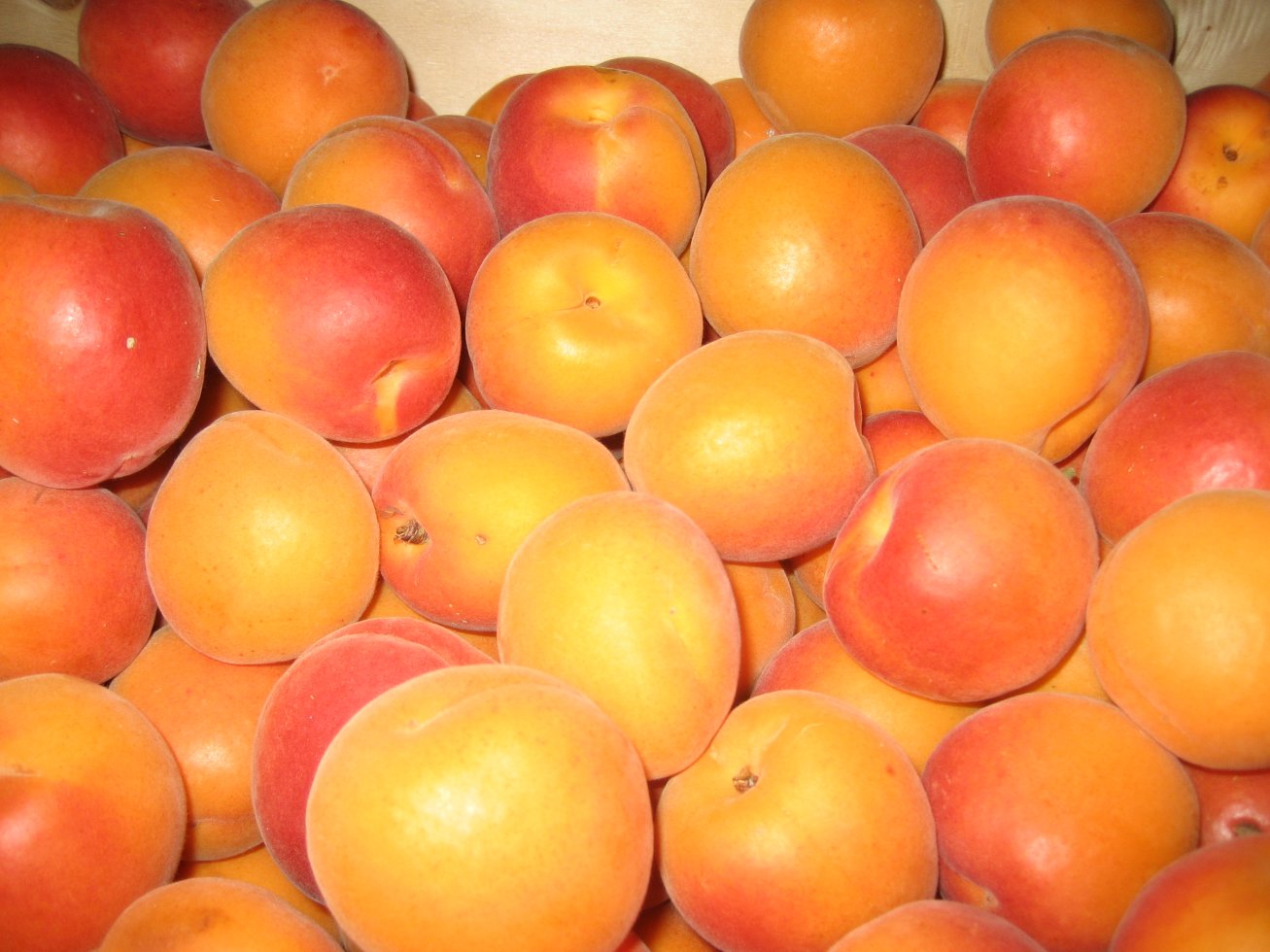 Albaricoque (prunus armeniaca) - Frutas del mundo