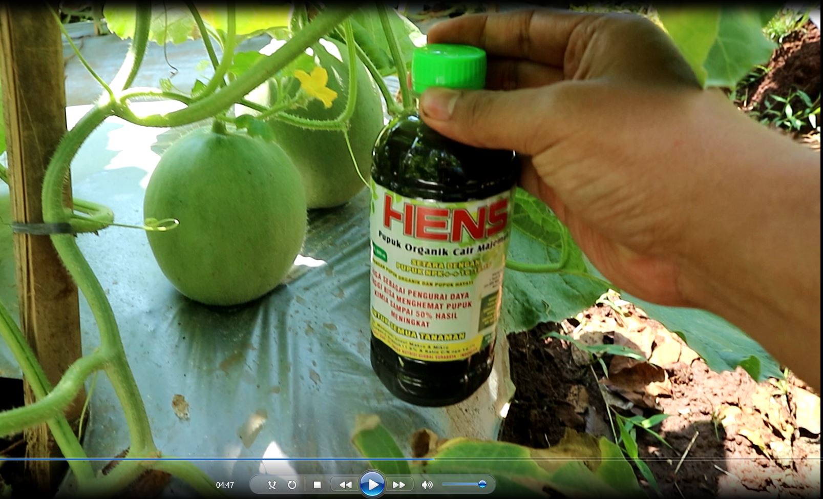 Cara Meningkatkan Buah Melon 3 Sampai 4 Kg Diumur 38 Hari Menggunakan ...