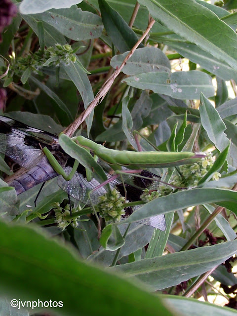 Photos by Jan: Praying Mantis Attacking a Dragonfly