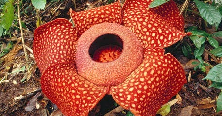 Flora di Indonesia bagian Barat, Timur dan Tengah