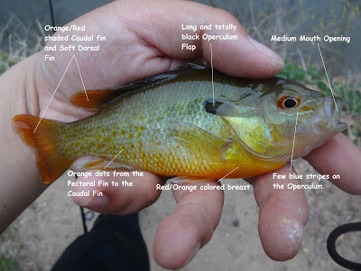 Extreme Philly Fishing: Be a "Sunfish Expert:" A Simple Guide for ...